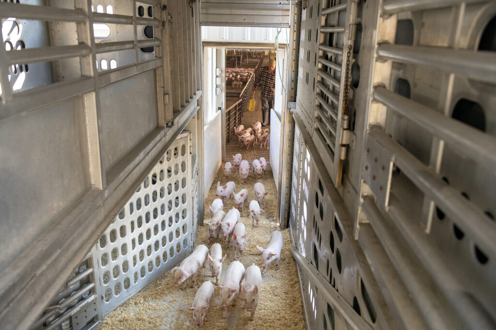 Safe Pig Care & Handling Resources - Pork Checkoff